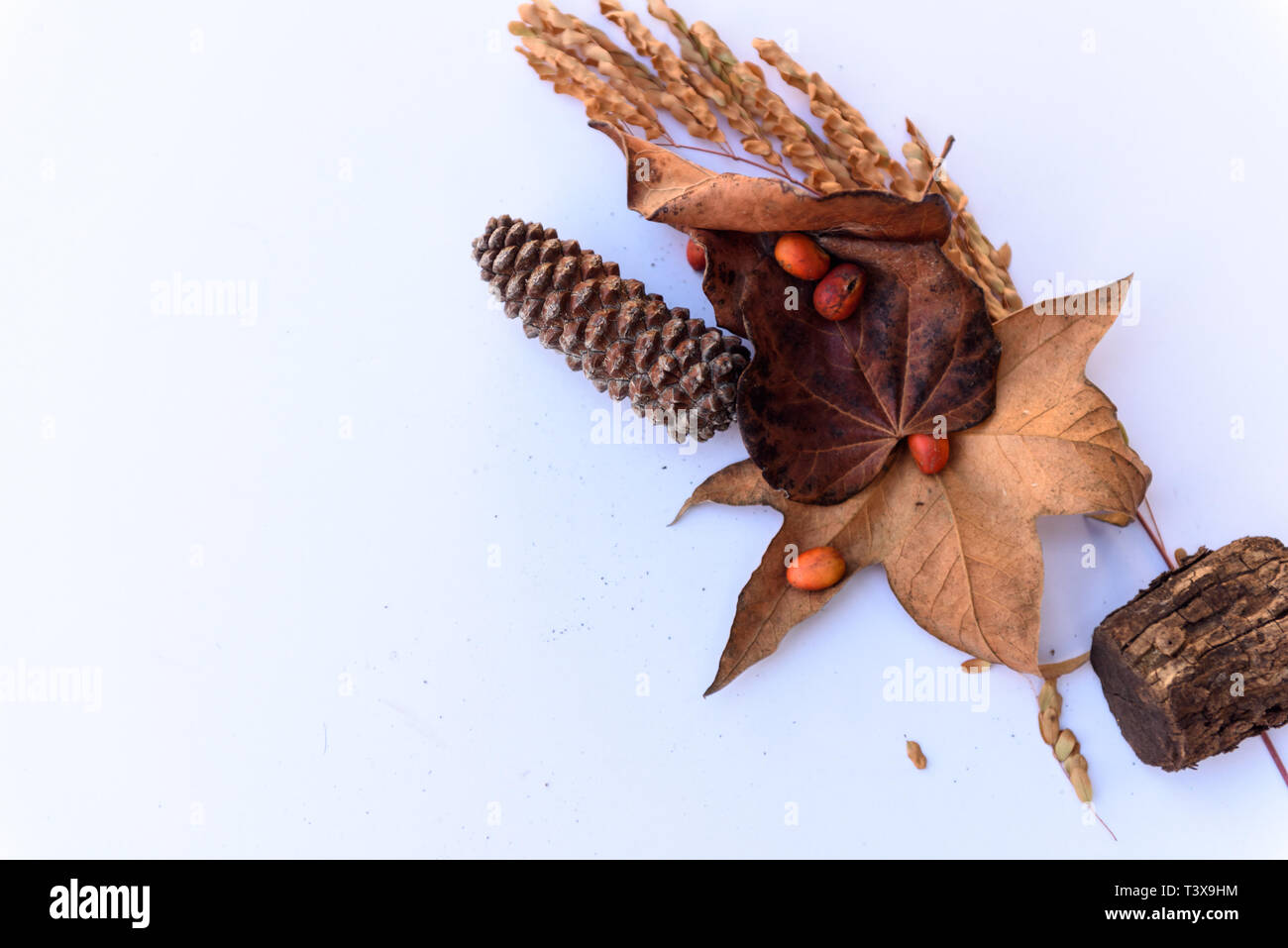 Botanical still life of leaves, pine cones, plants and berries in brown ...