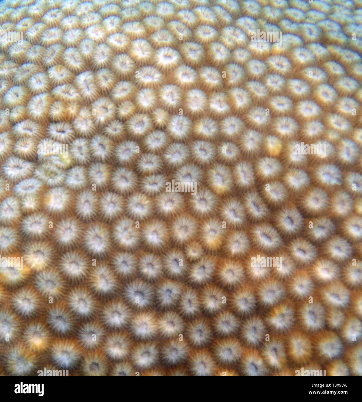 A tropical coral texture close up view Stock Photo - Alamy