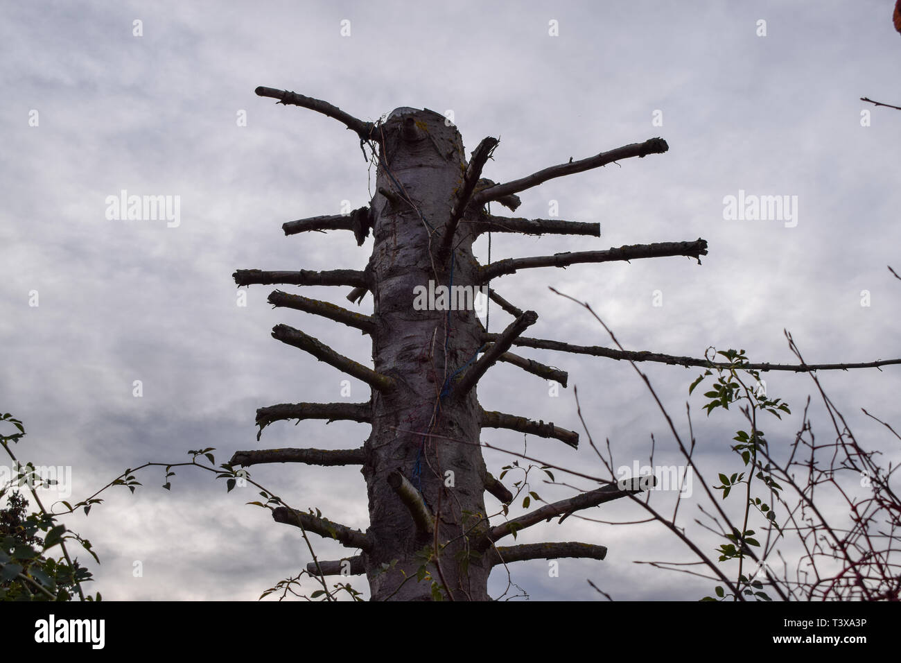 Baum stamm hi-res stock photography and images - Alamy