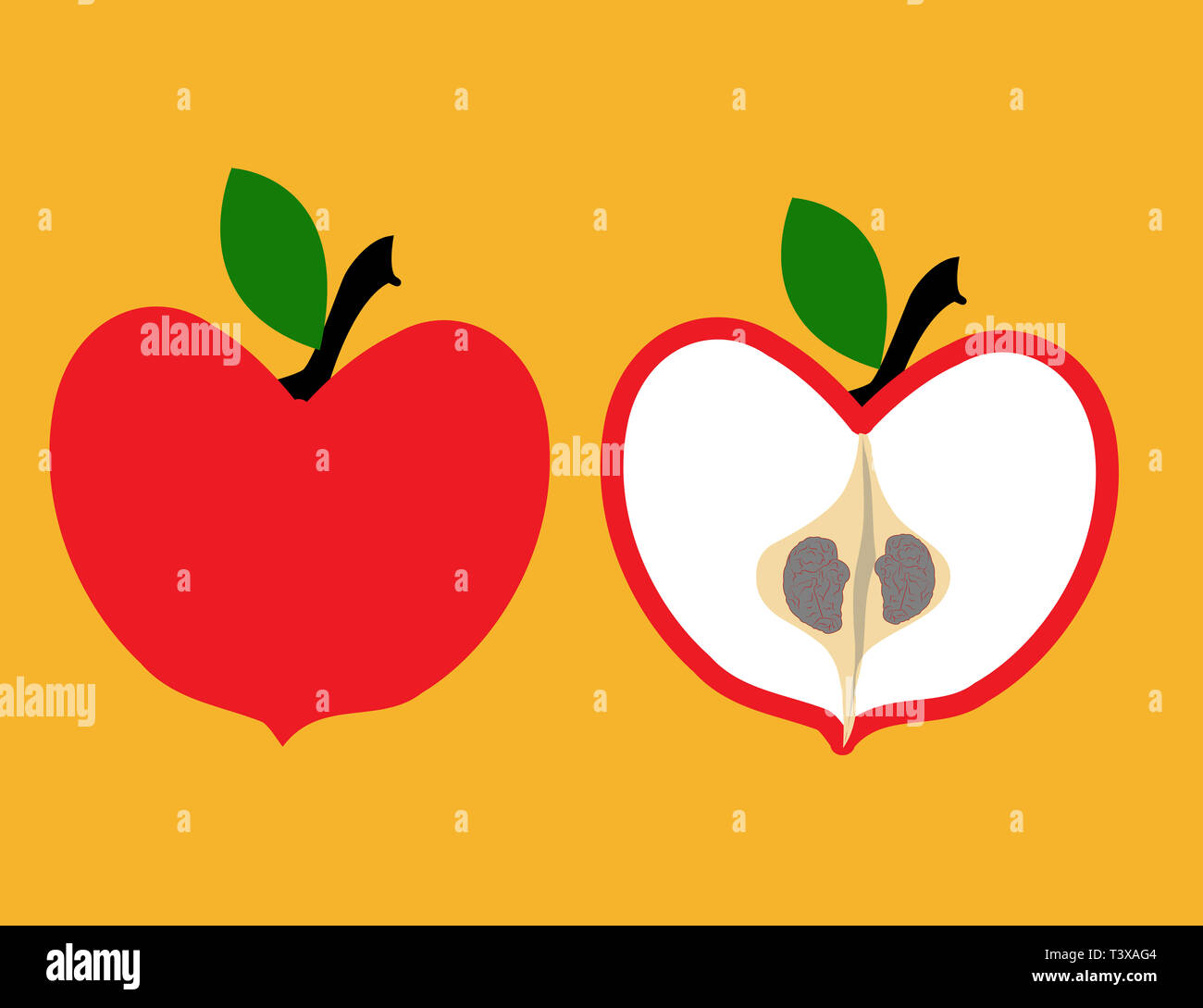 illustration of an apple cut in half with brain seeds Stock Photo - Alamy