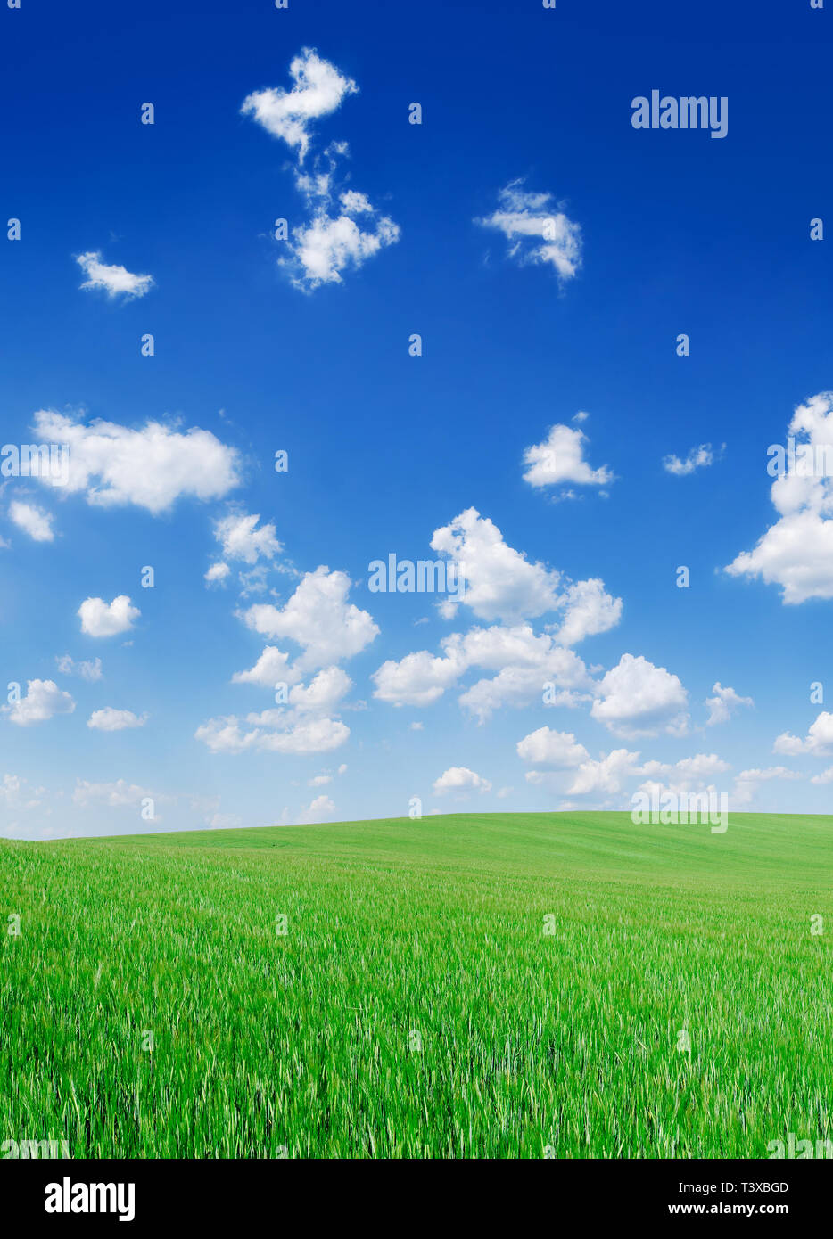 Idyllic spring landscape, rolling green fields, blue sky and white ...