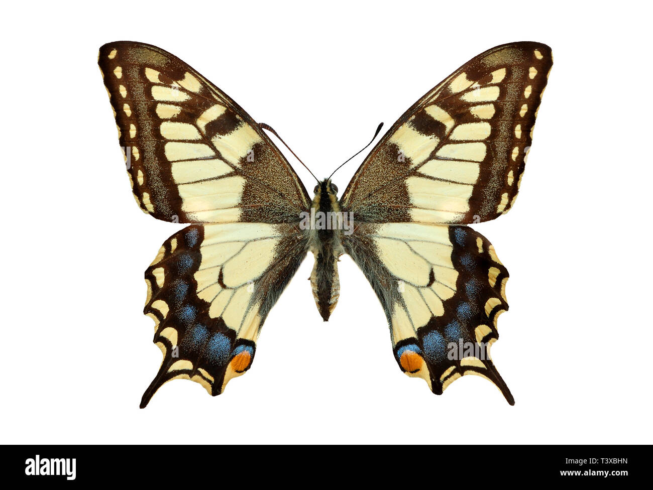 Colorful butterfly isolated on white background Stock Photo - Alamy