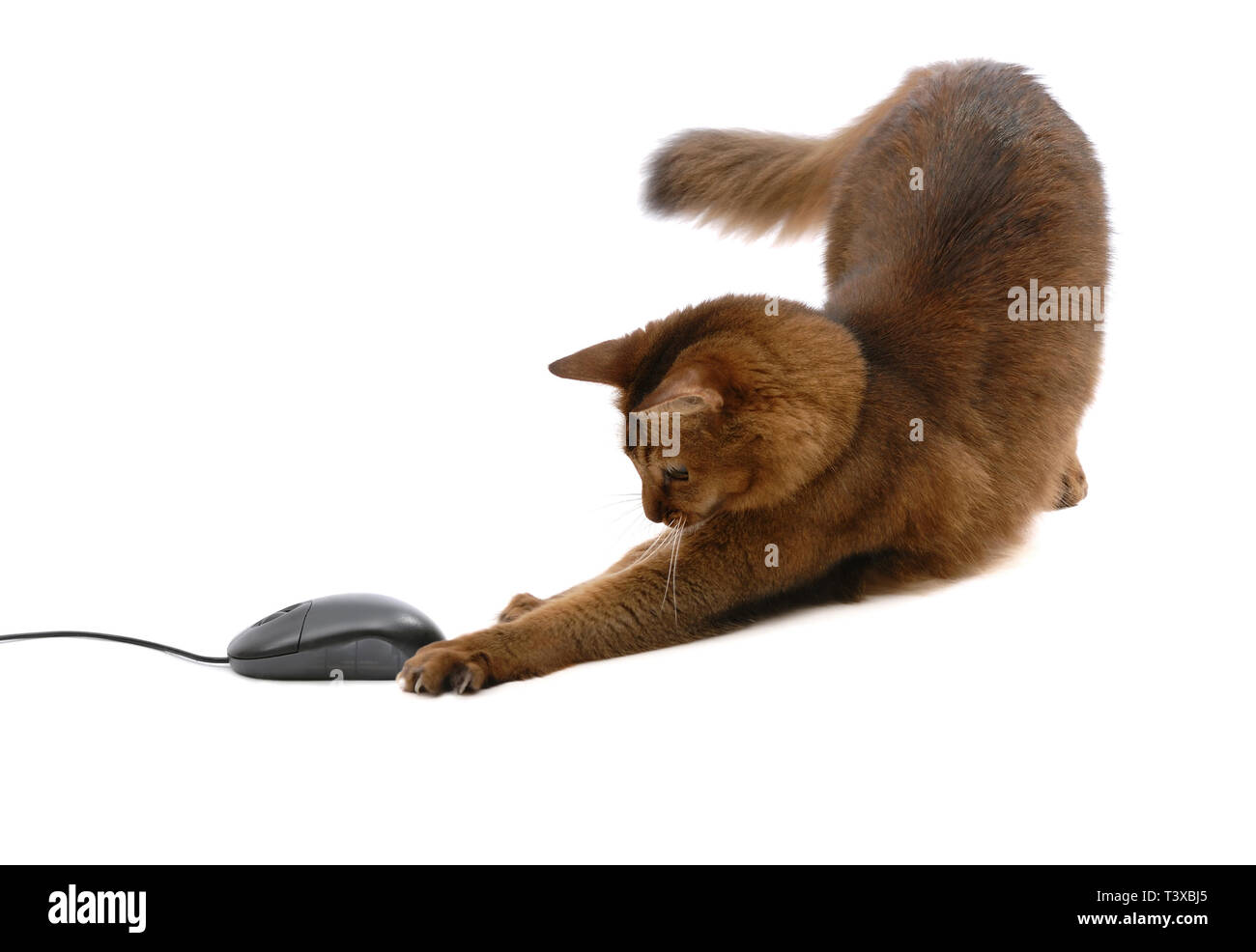 Beautiful somali cat with black computer mouse - isolated on white ...