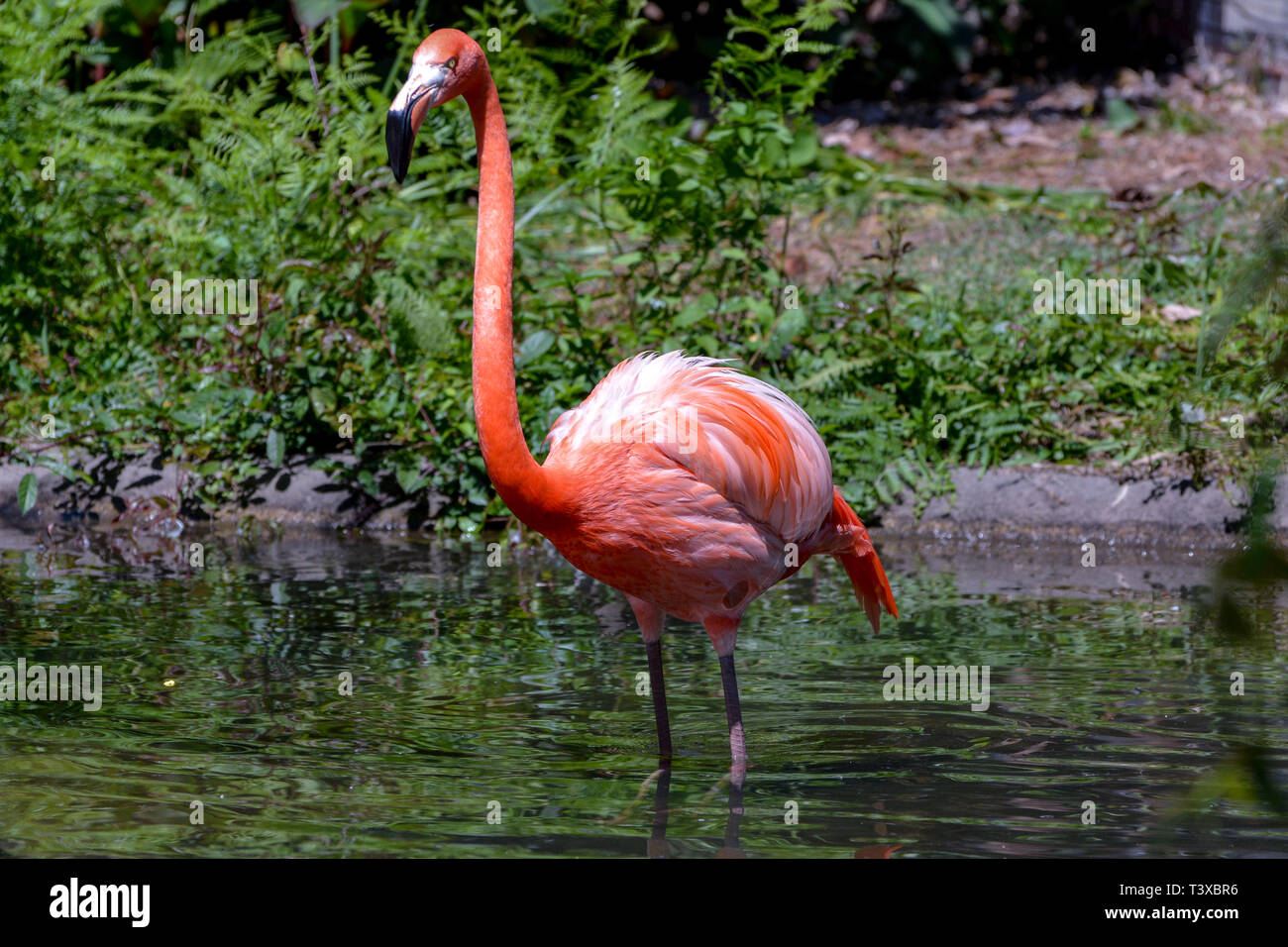 The flamingo exhibit at a regional zoo allows visitors to get up close ...