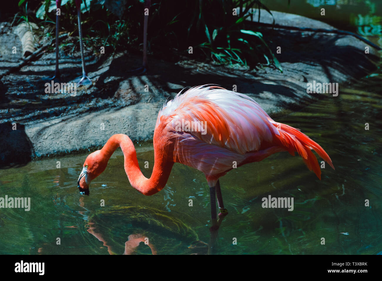 The flamingo exhibit at a regional zoo allows visitors to get up close ...