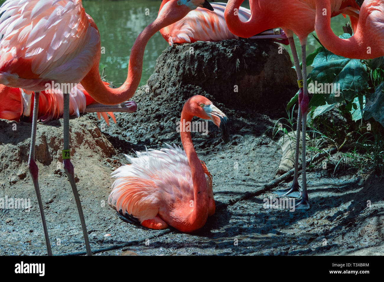 Flamingo exhibit hi-res stock photography and images - Alamy