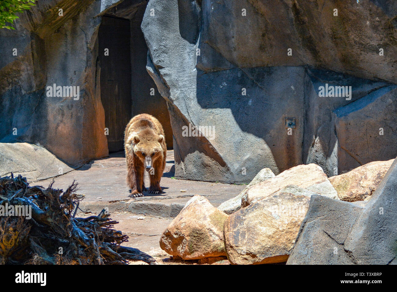 A brown bear spends his day in his cave habitat at a regional zoo Stock ...