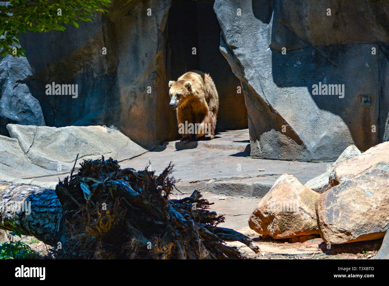 A brown bear spends his day in his cave habitat at a regional zoo Stock ...