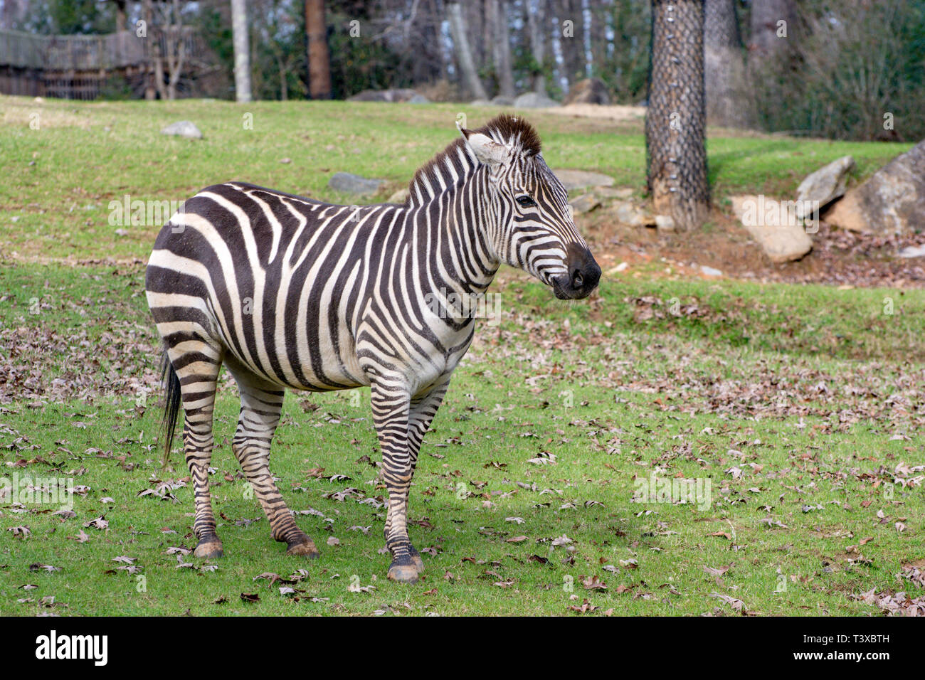 A zebra takes a break after playing at a regional zoo / zoological park ...