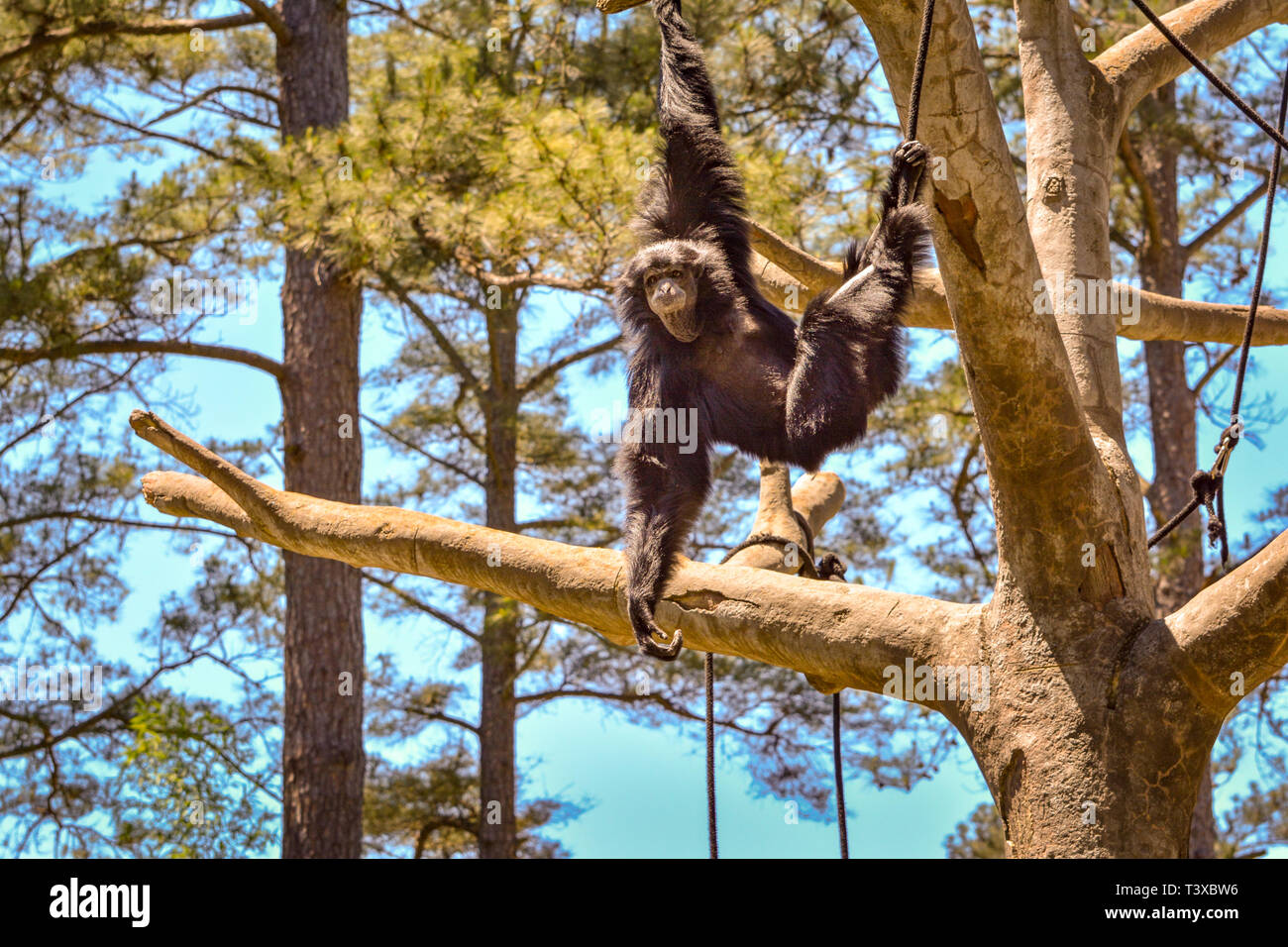 Chimpanzee swing hi-res stock photography and images - Alamy