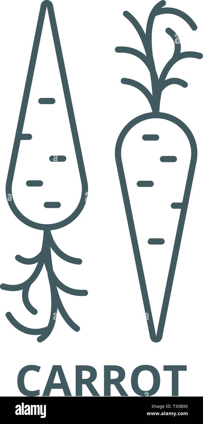 Carrot line icon, vector. Carrot outline sign, concept symbol, flat ...