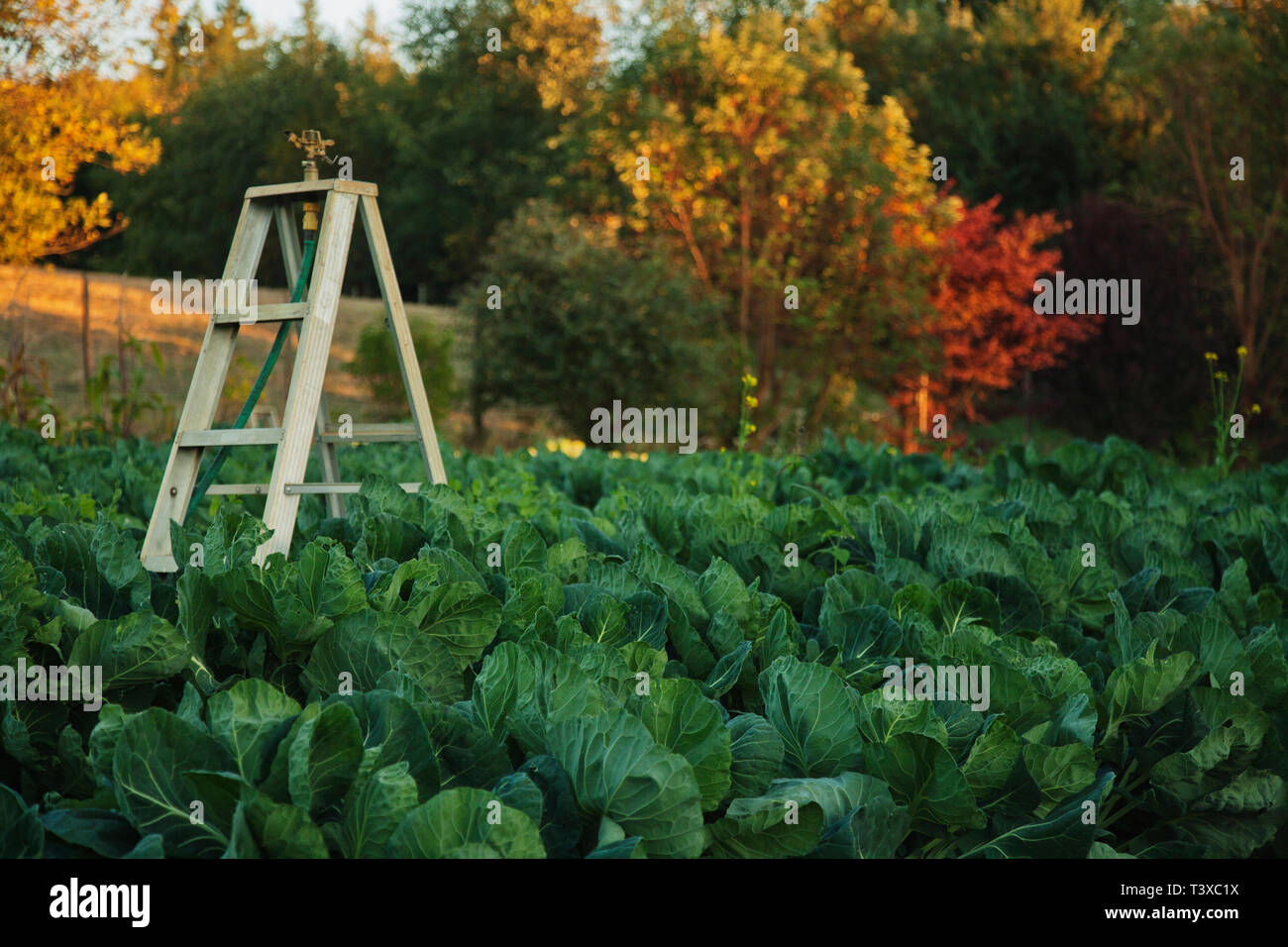 Ladder in vegetable garden Stock Photo - Alamy