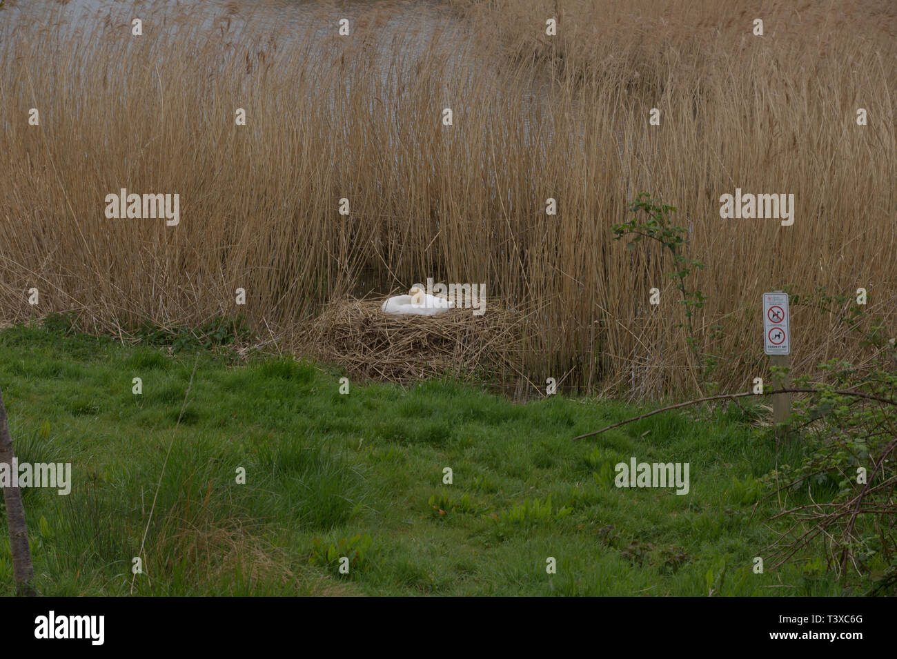Reed nest hi-res stock photography and images - Alamy