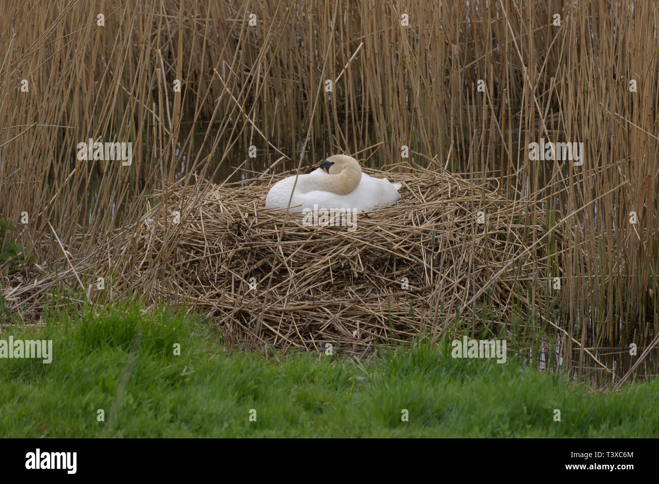 Reed Nest High Resolution Stock Photography and Images - Alamy