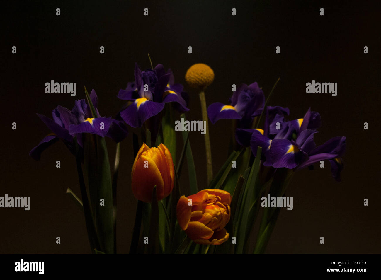 Midnight blue iris hi-res stock photography and images - Alamy