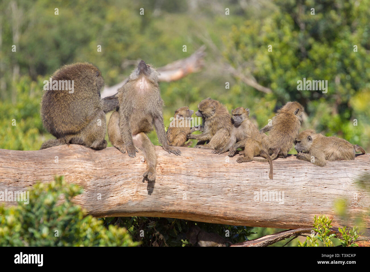 Olive baboons playing hi-res stock photography and images - Alamy