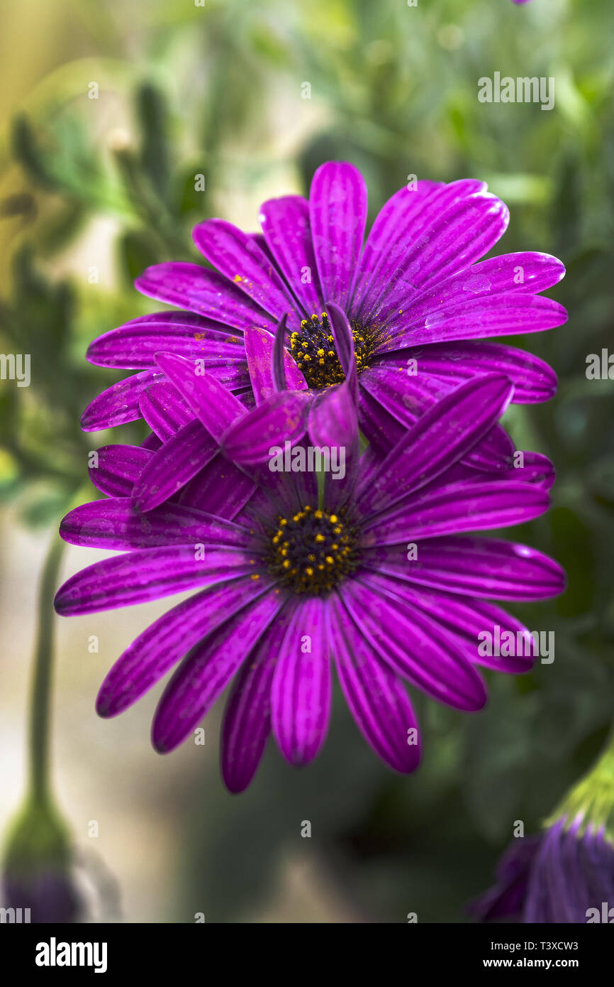 Close up two yellow daisy flowers hi-res stock photography and images ...