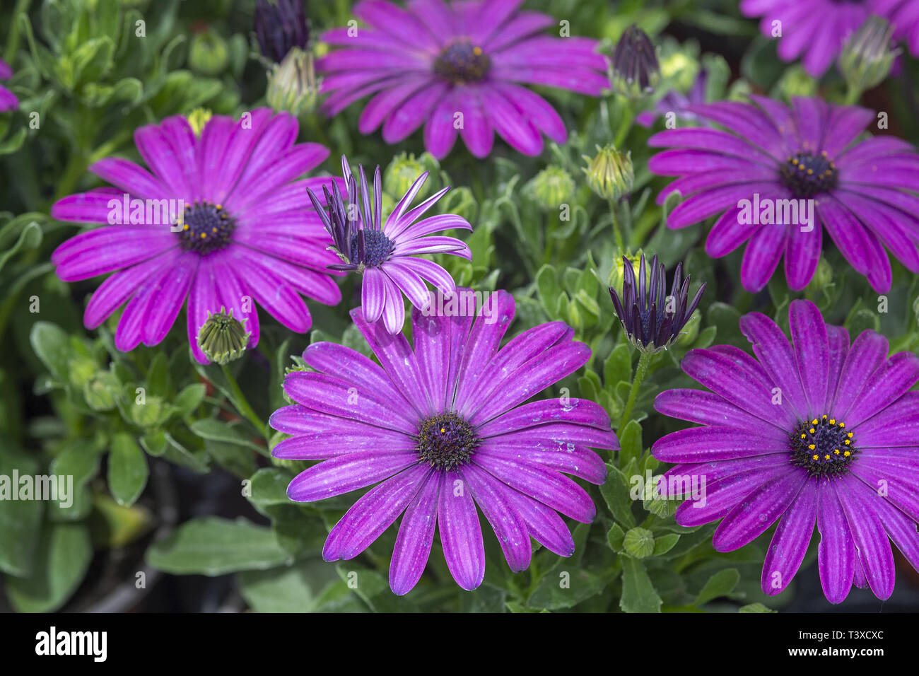 Full frame of purple daisies summer garden Stock Photo - Alamy