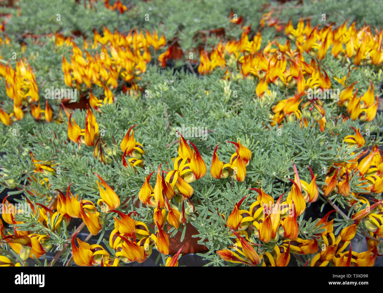 Lotus plant fiery colours full frame. Spring garden series, Mallorca ...