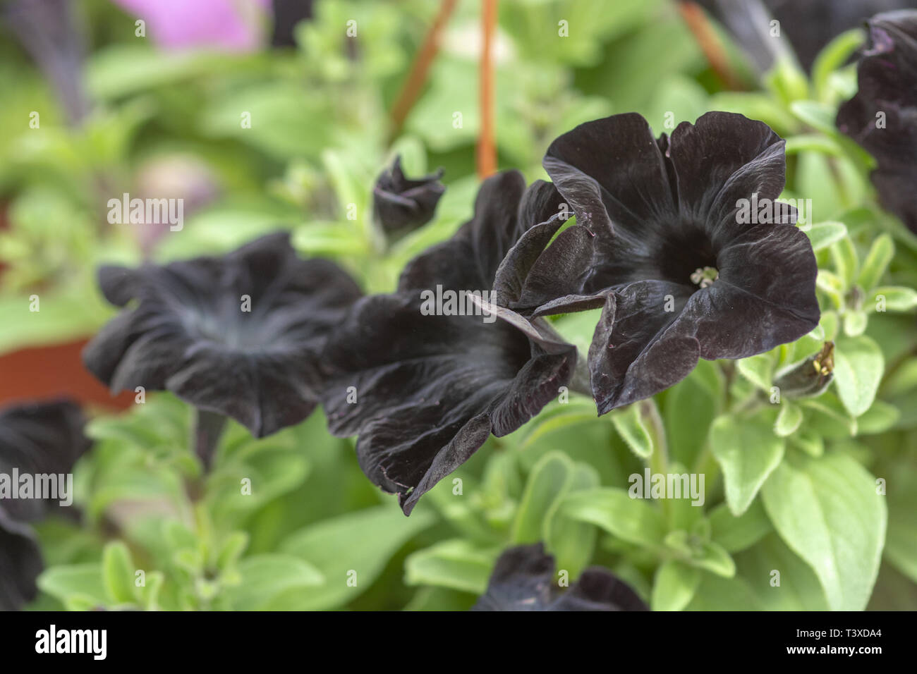 Black petunias hi-res stock photography and images - Alamy