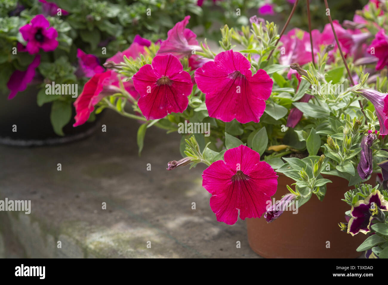 Spring petunia hi-res stock photography and images - Alamy
