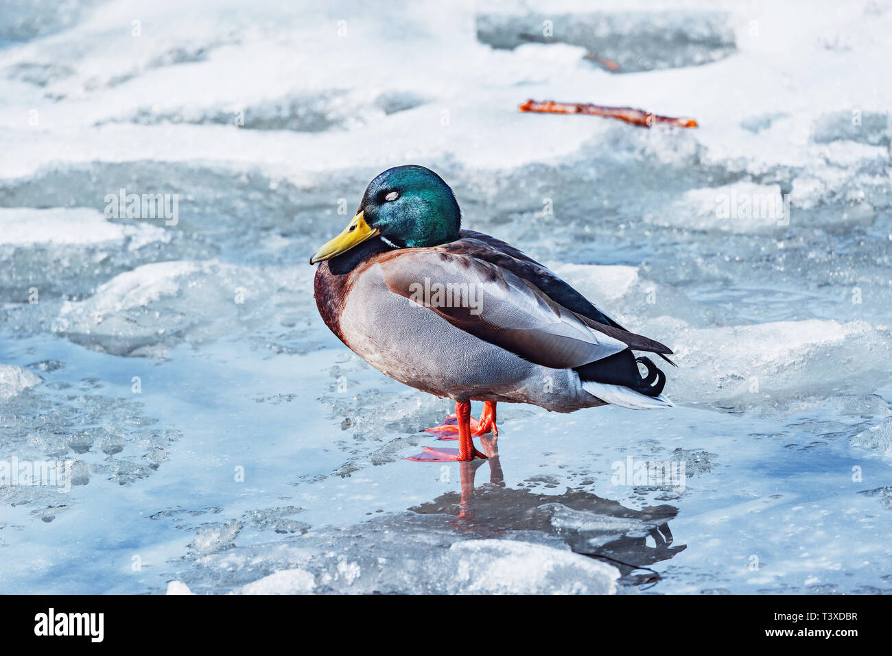 Male duck on the lake surface among the melting ice Stock Photo - Alamy