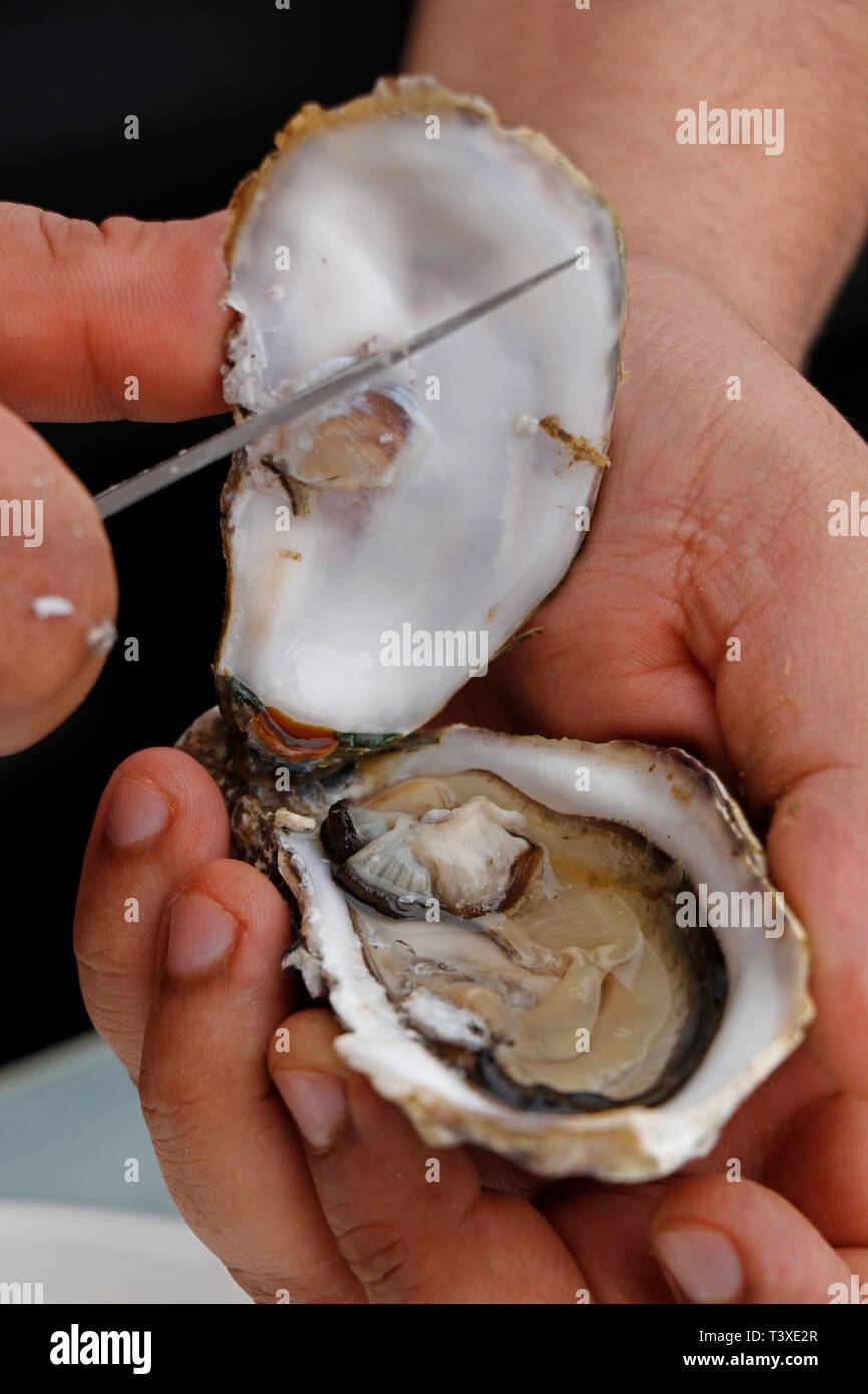 oyster shucking with bare hands Stock Photo - Alamy
