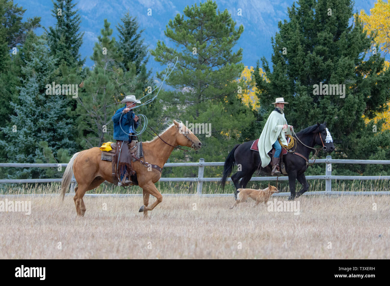 American cowboys and dog riding horses in autumn Stock Photo - Alamy