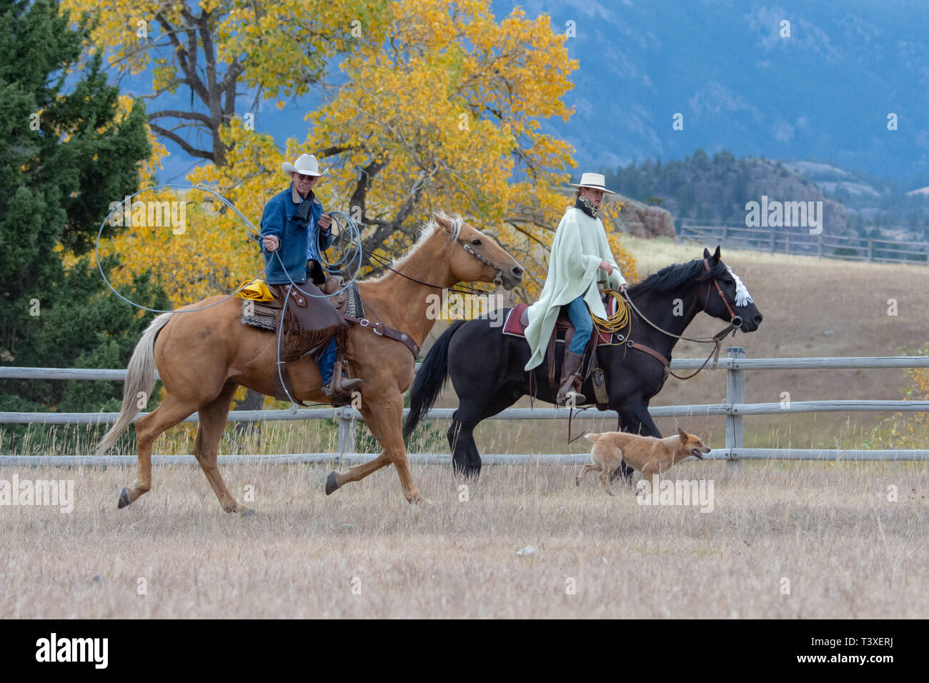 American cowboys and dog riding horses in autumn Stock Photo - Alamy