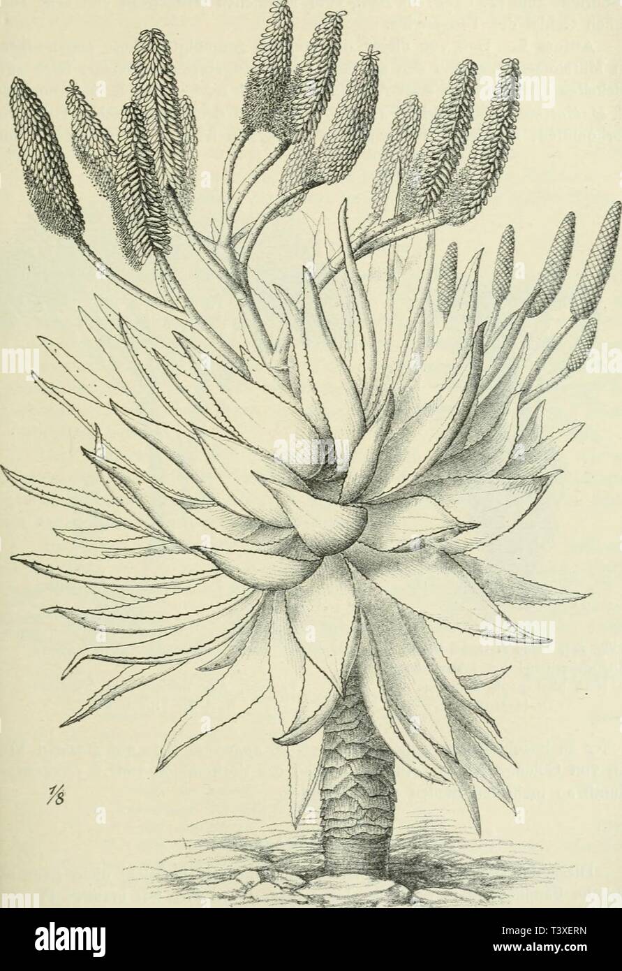 Aloe ferox mill hi-res stock photography and images - Alamy