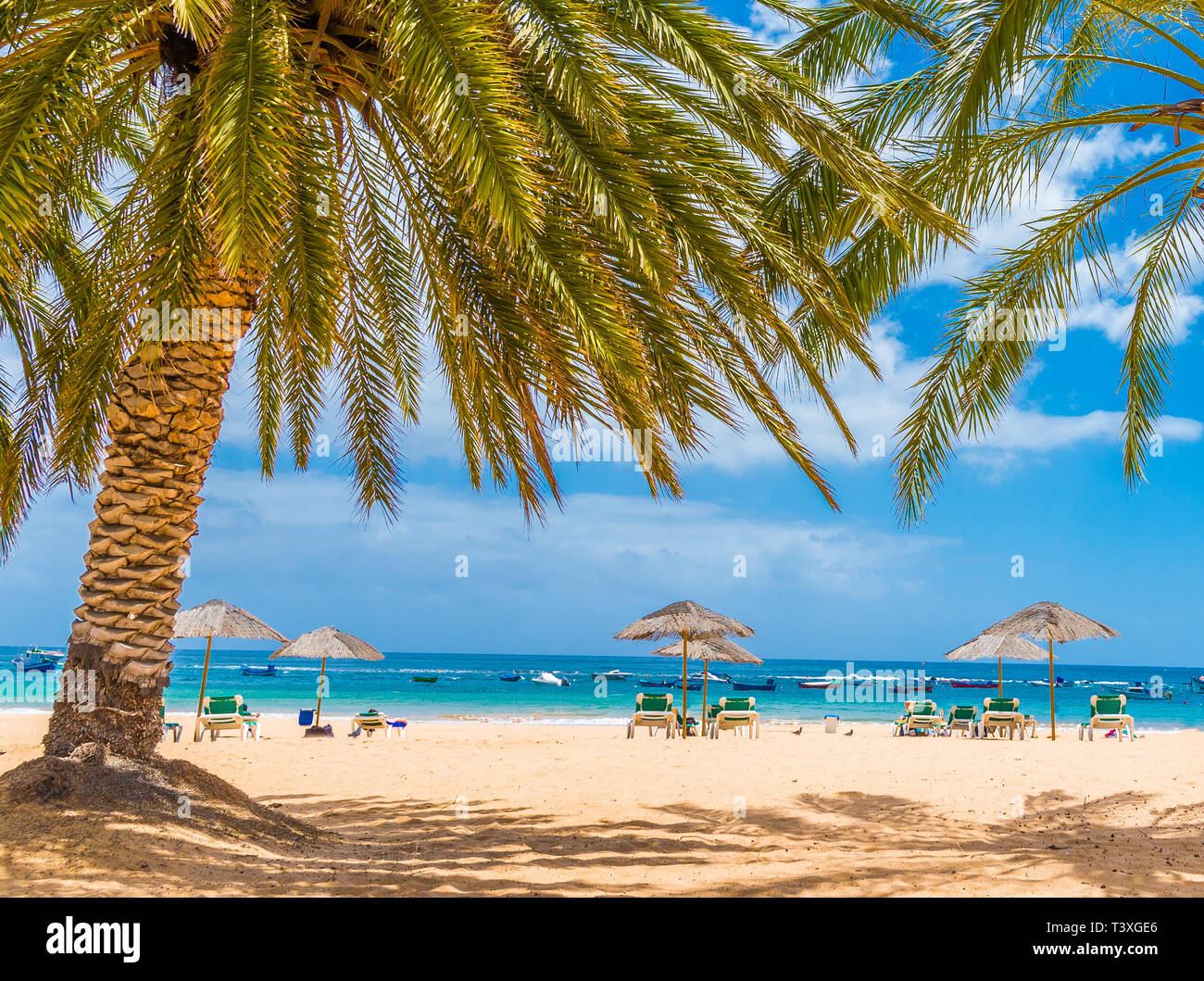 Palm tree on the beach Stock Photo - Alamy
