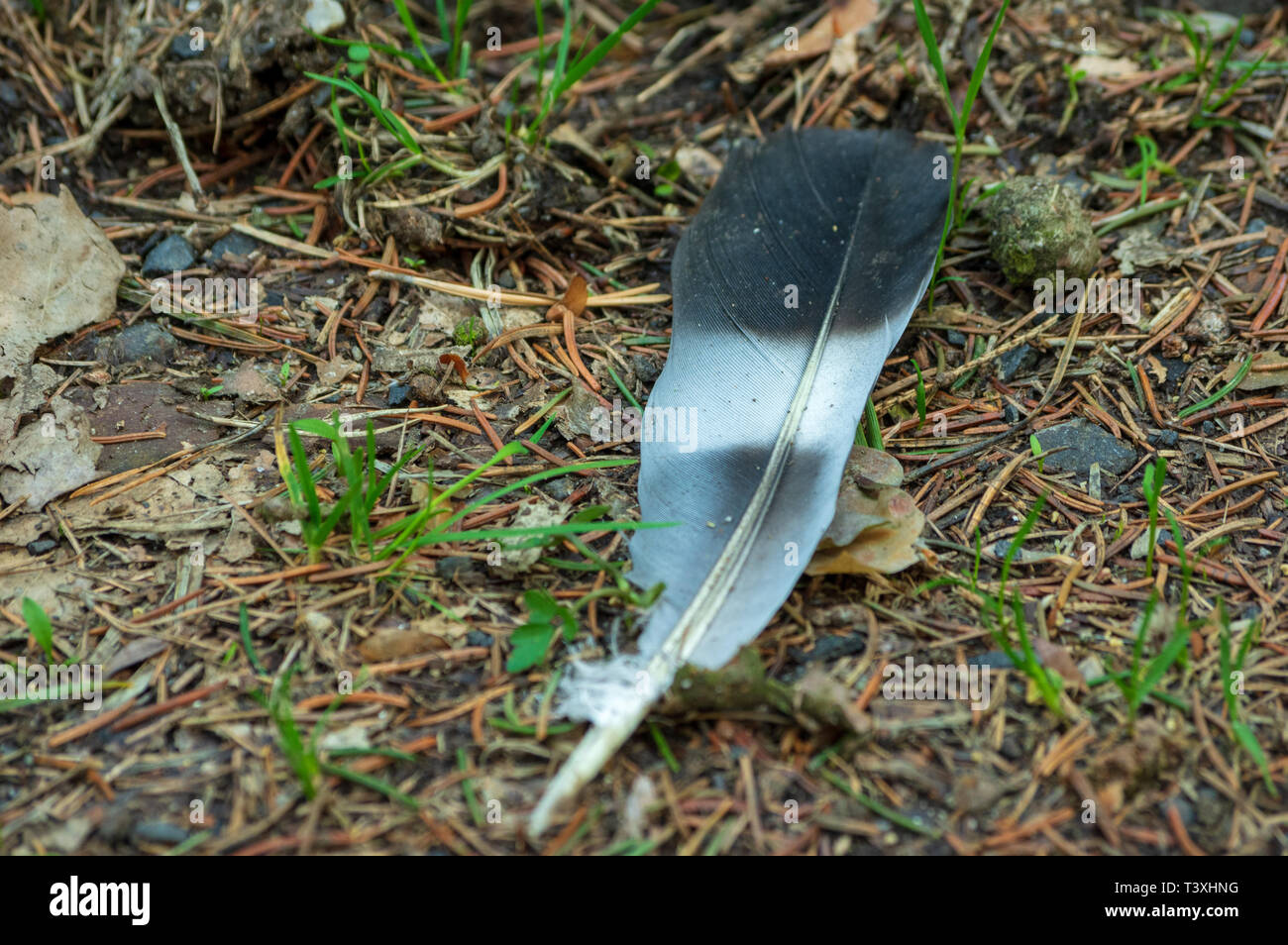 black white and grey feather on forest ground Stock Photo - Alamy
