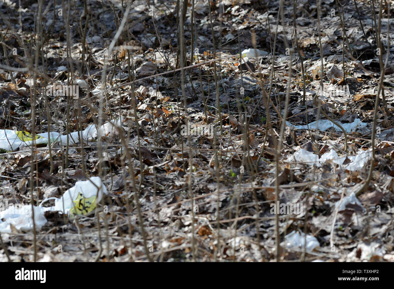 Garbage in the spring forest. The problem of ecology and pollution of ...
