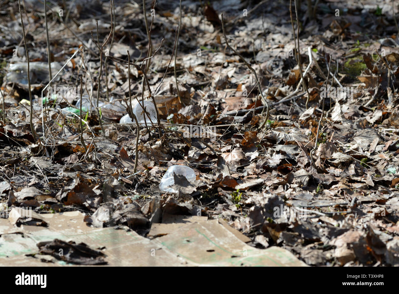 Garbage in the spring forest. The problem of ecology and pollution of ...