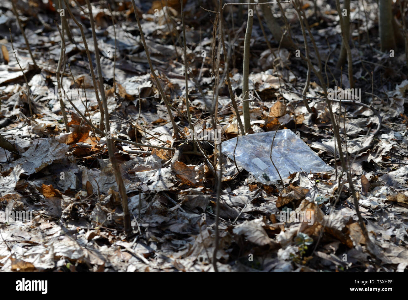 Garbage in the spring forest. The problem of ecology and pollution of ...