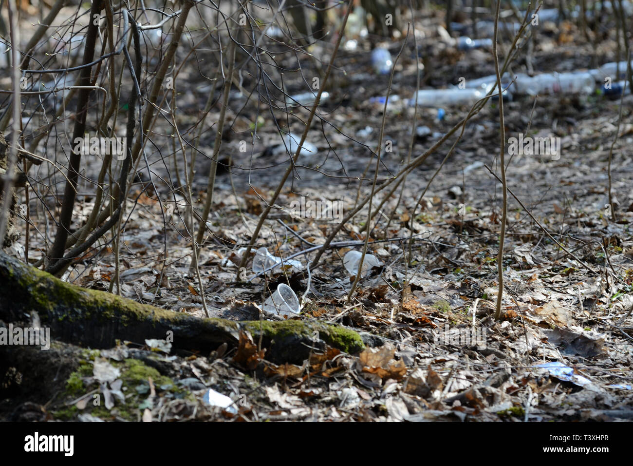 Garbage in the spring forest. The problem of ecology and pollution of ...
