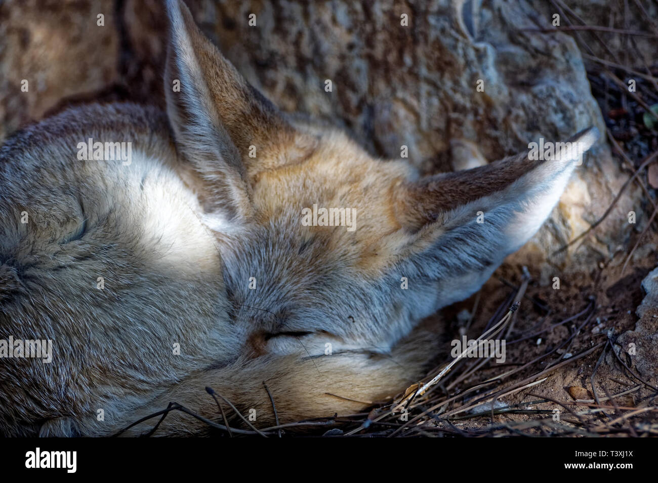 Miniature fox hi-res stock photography and images - Alamy