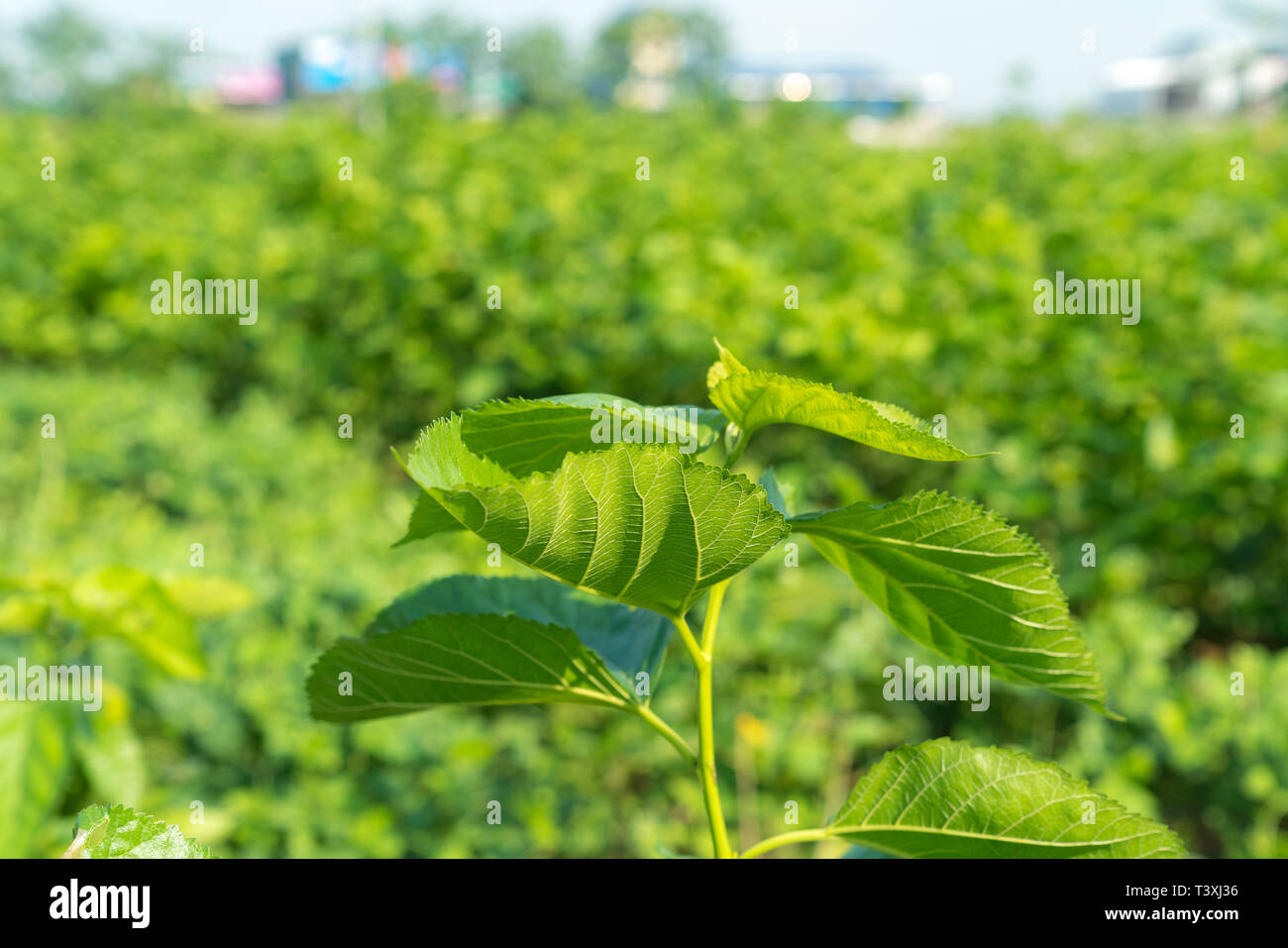 Mulberry Tree Silk Stock Photos & Mulberry Tree Silk Stock Images - Alamy