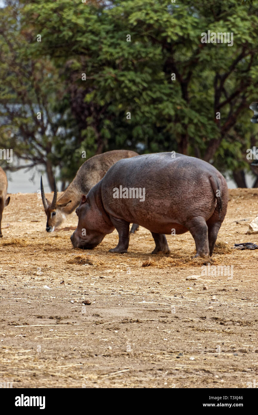 Hippo picture hi-res stock photography and images - Alamy