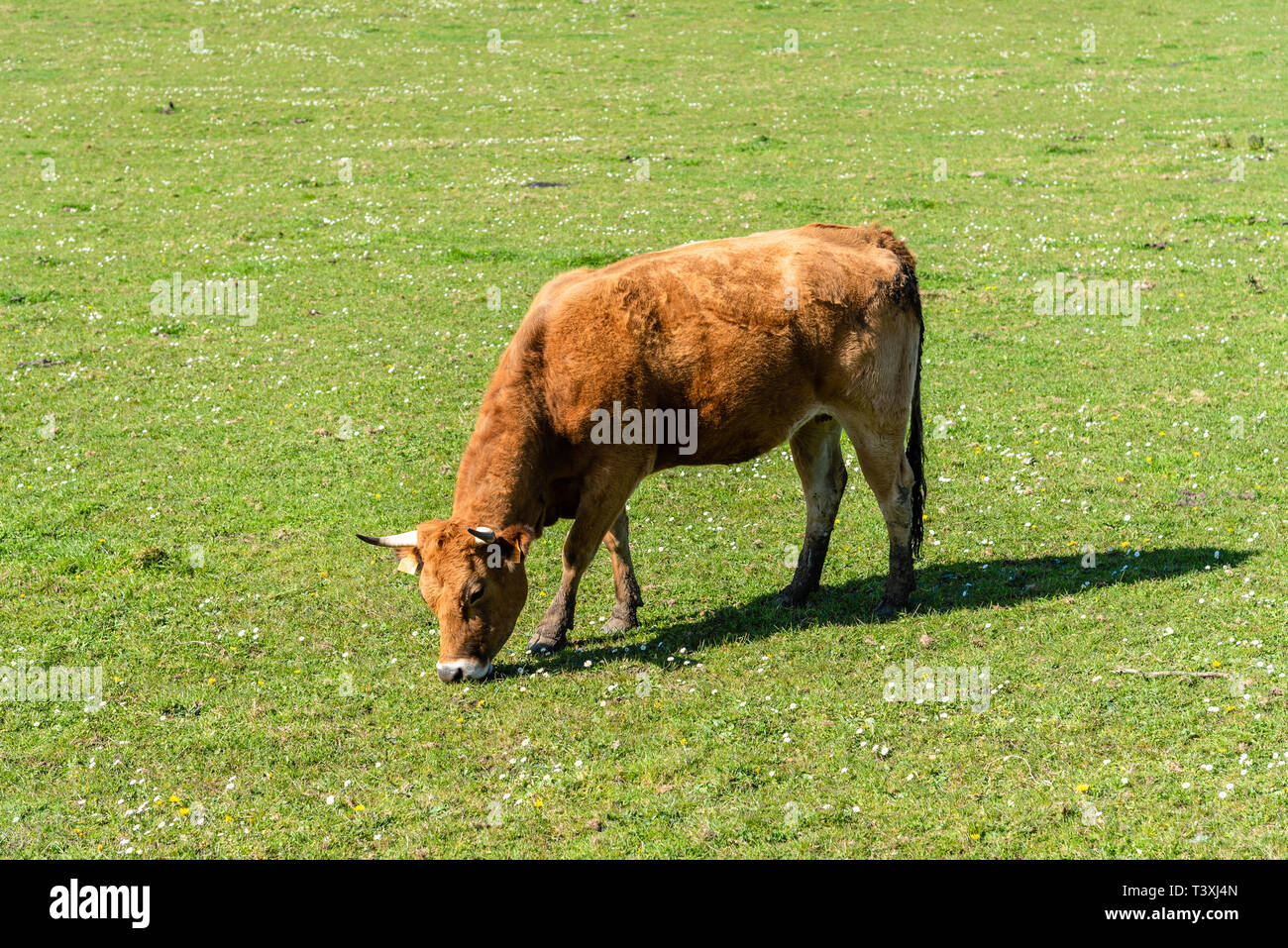 Animal spain cow bovine hi-res stock photography and images - Alamy
