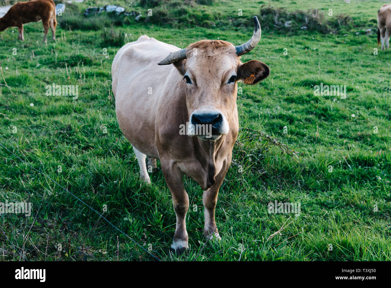 Livestock in asturias spain hi-res stock photography and images - Alamy