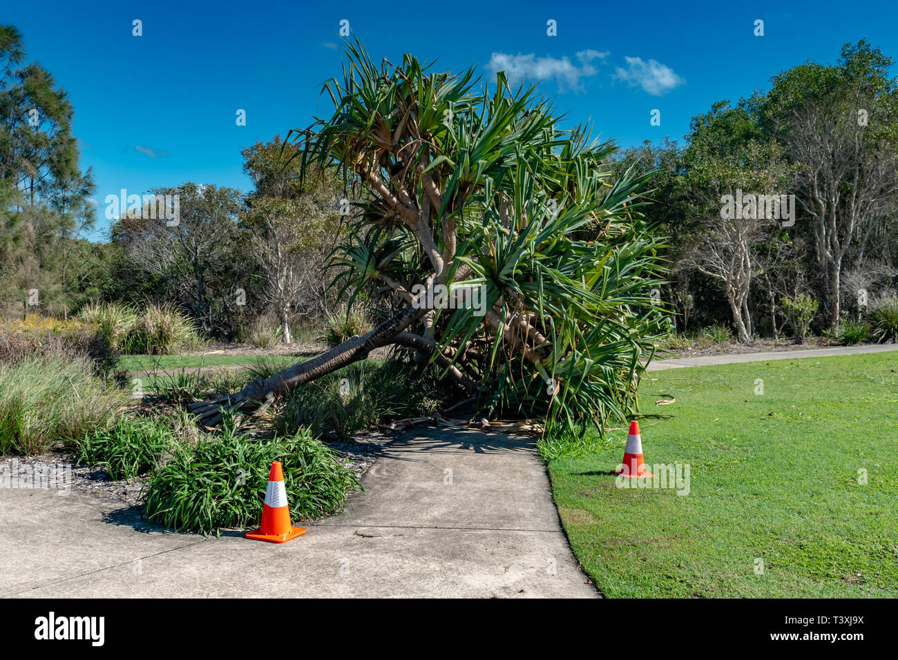 A tree which has fallen over a footpath causes a potential safety ...