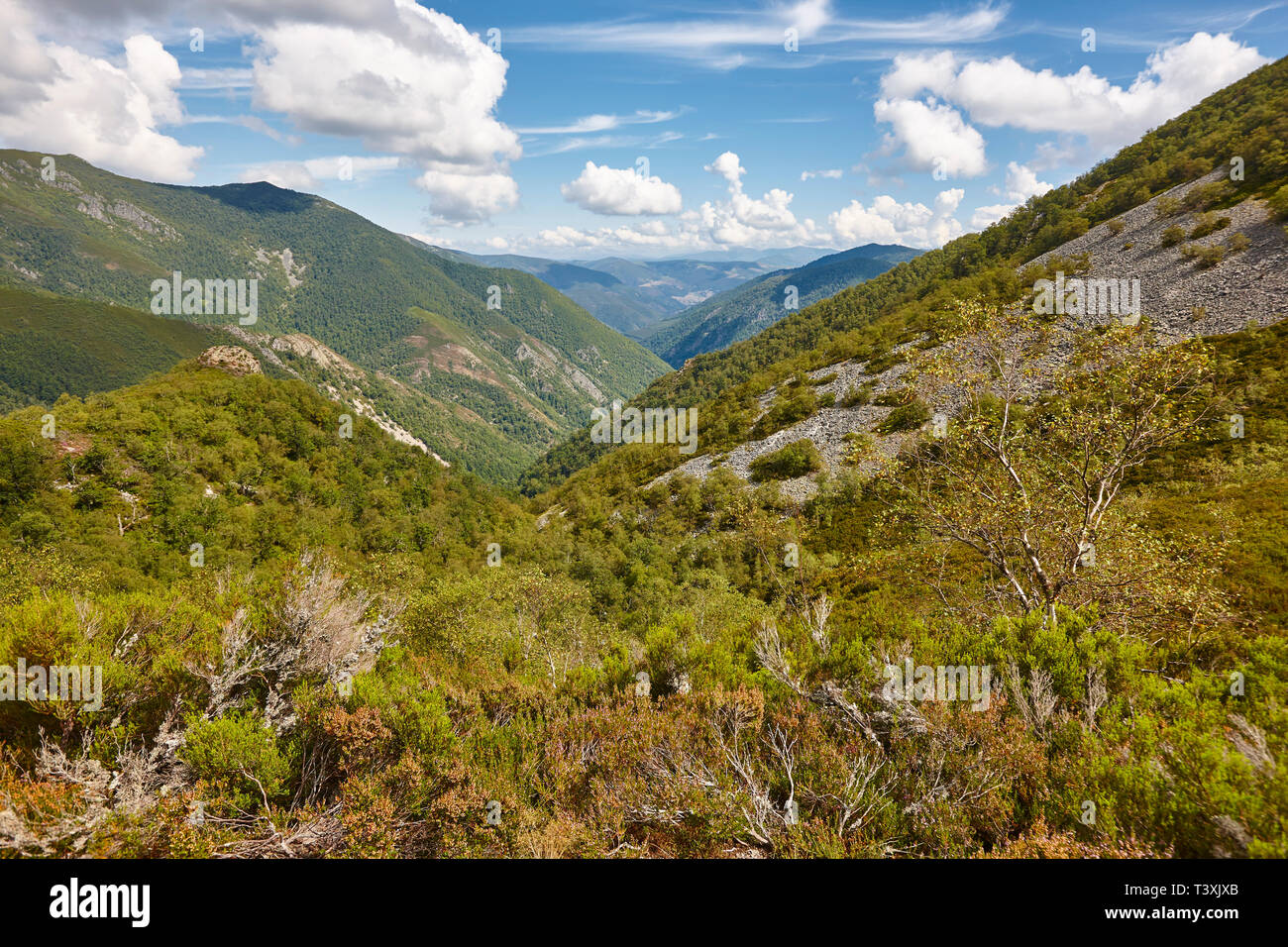 Oak tree forest landscape in Asturias. Muniellos natural park. Spain ...
