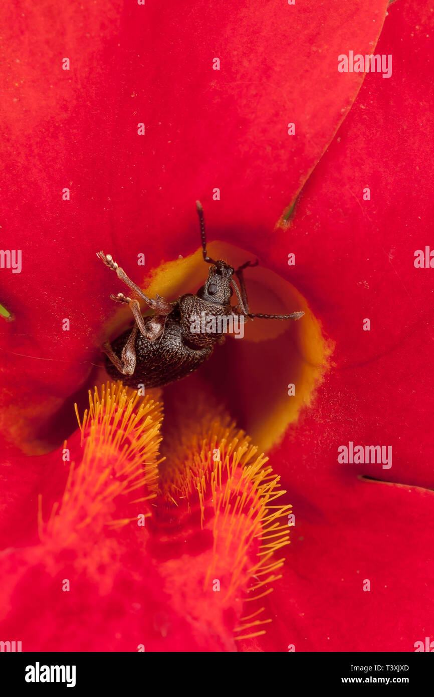 Red brown weevil hi-res stock photography and images - Alamy