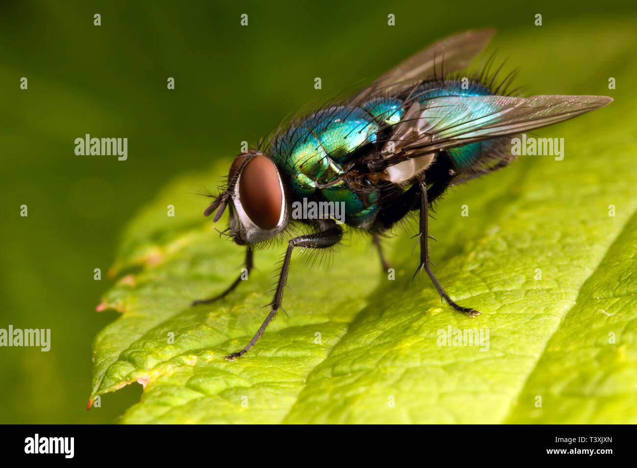 Metallic green fly hi-res stock photography and images - Alamy