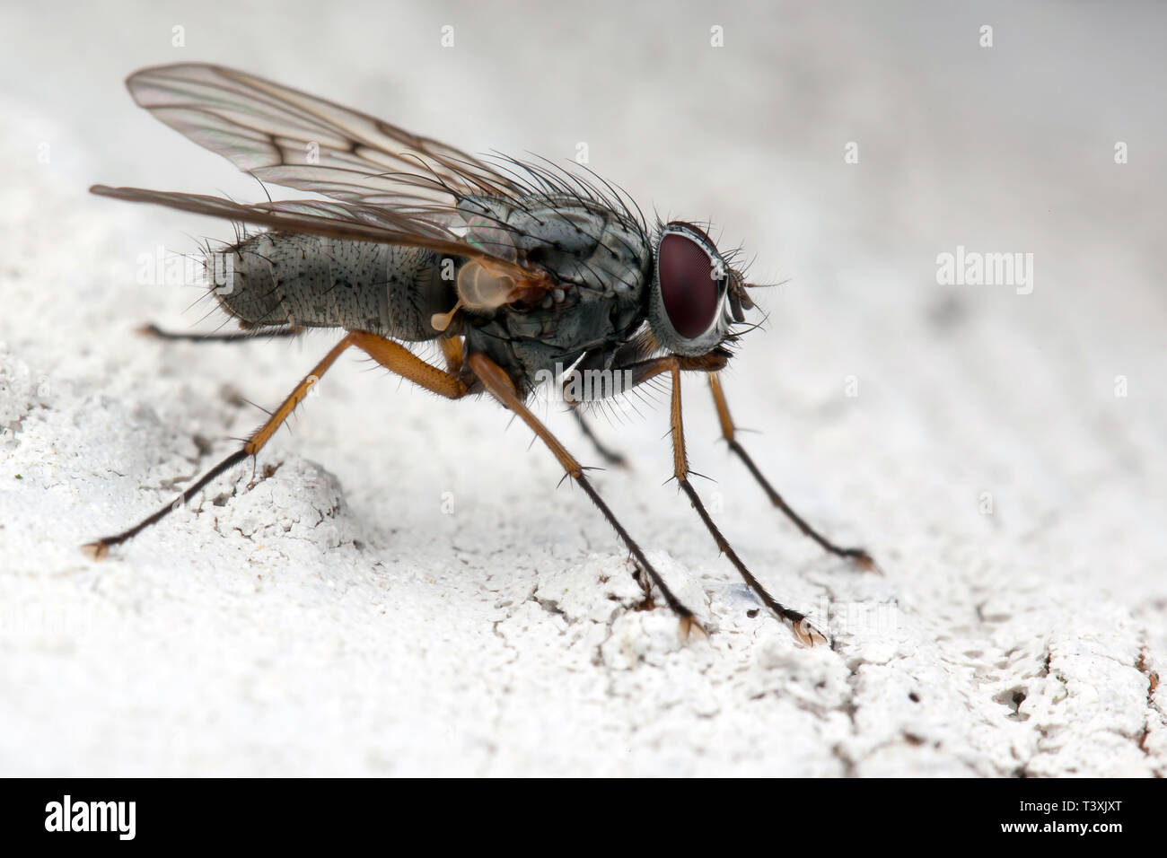 Fly on white bark Stock Photo - Alamy