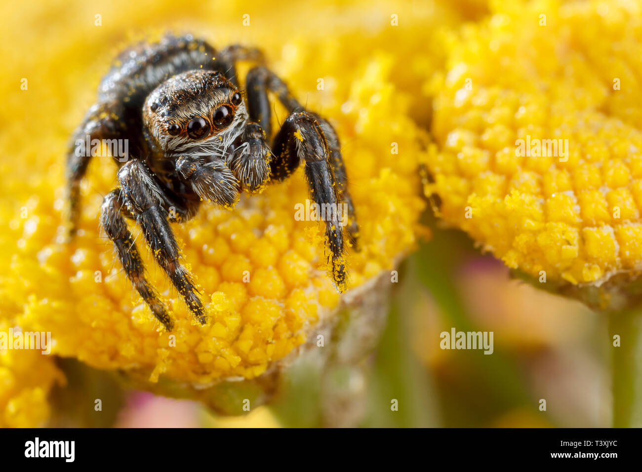 Jumping stick insect hi-res stock photography and images - Alamy