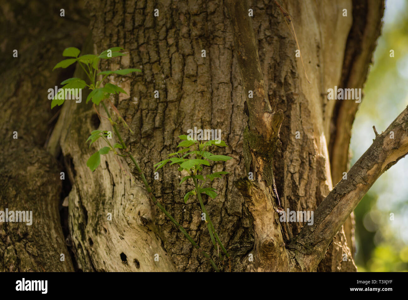 Forrest background, with free leafs and generic scenery Stock Photo - Alamy