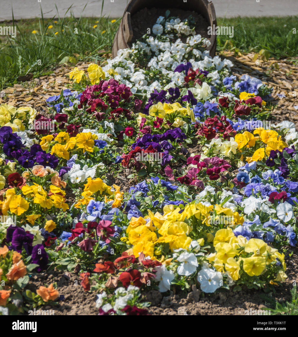 Flowers in street, different colors Stock Photo - Alamy