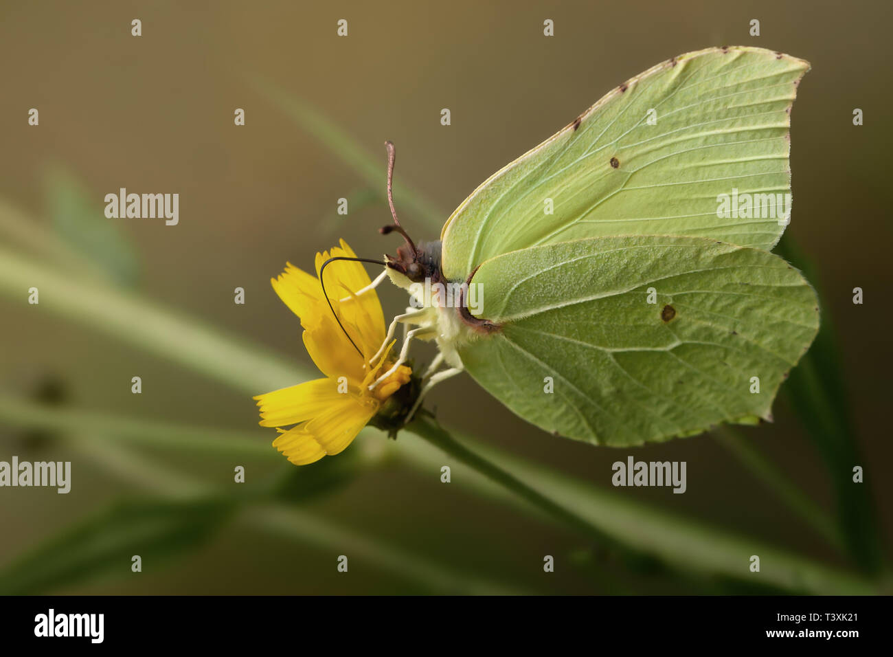 Buterfly macro hi-res stock photography and images - Alamy